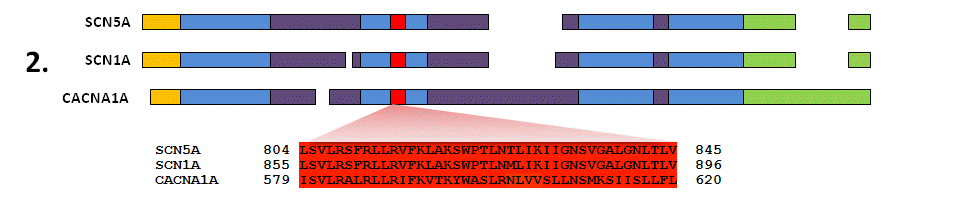 Paralogue Annotation for Inherited Arrhythmias